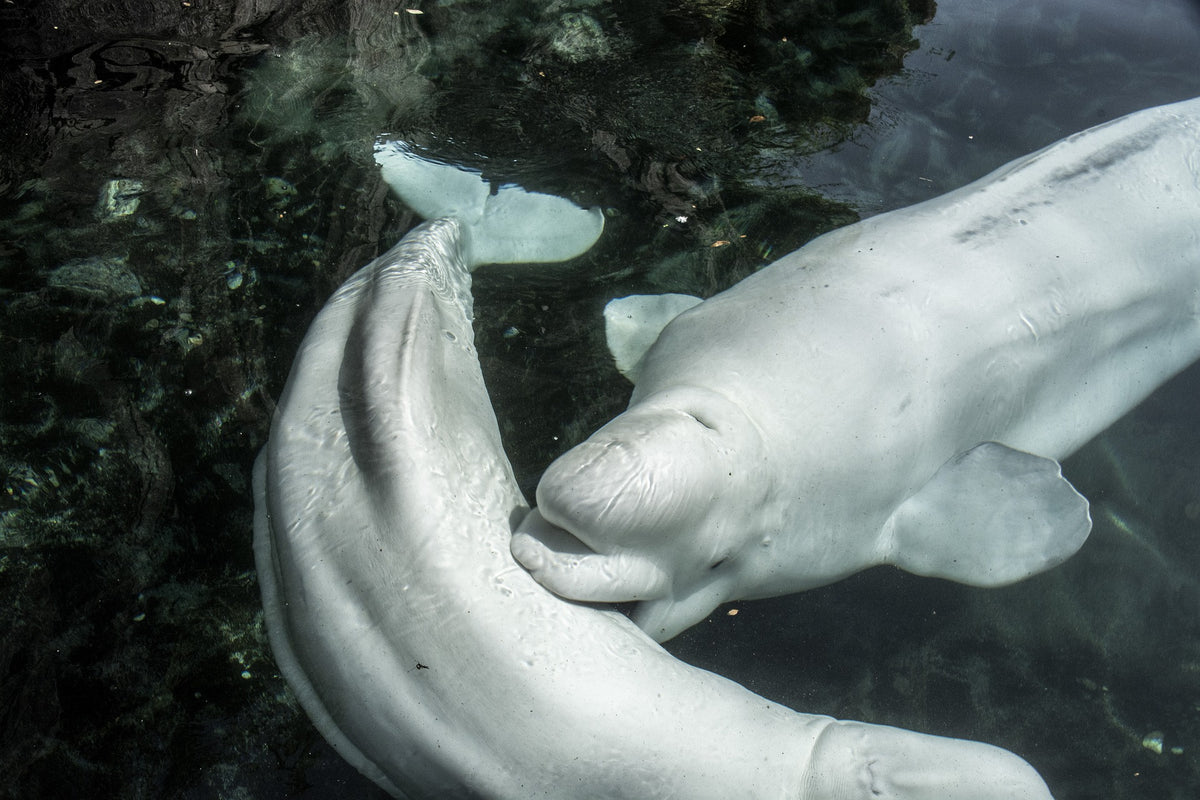 Beluga Whale Images