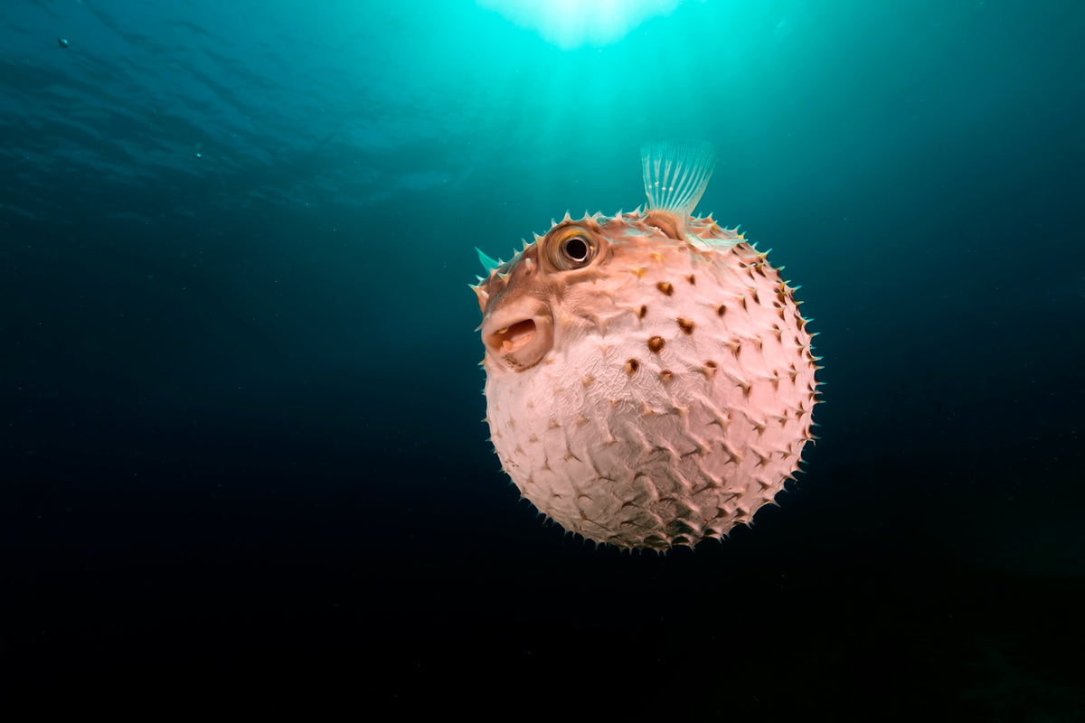 Puffer Fish Facts Poison