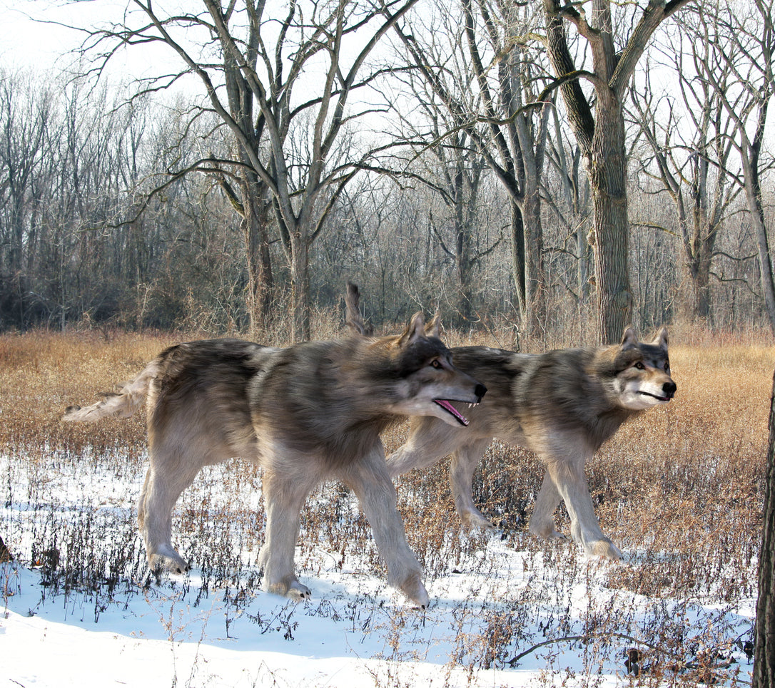 Dire Wolf Puppies
