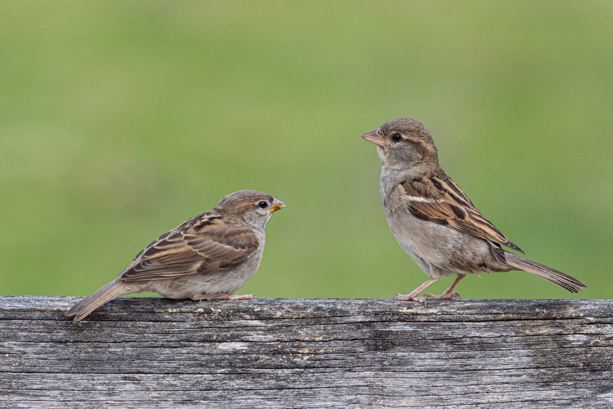House Sparrow Female And Male